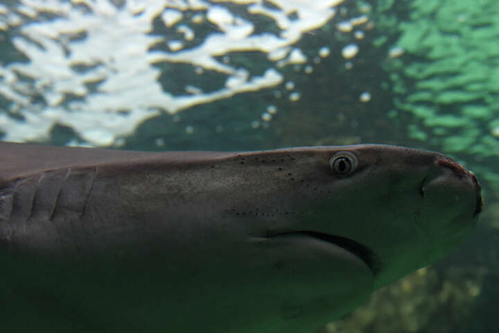 These 5 shark species can be found in Long Island Sound off CT