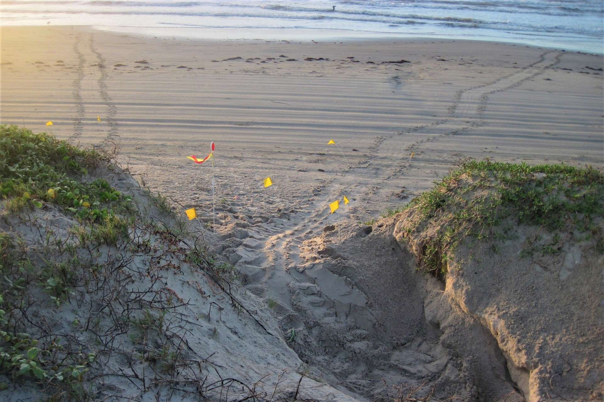 Green sea turtles lay record number of nests in Texas