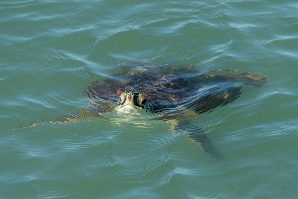 Green sea turtles lay record number of nests in Texas