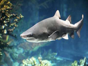 These 5 shark species can be found in Long Island Sound off CT