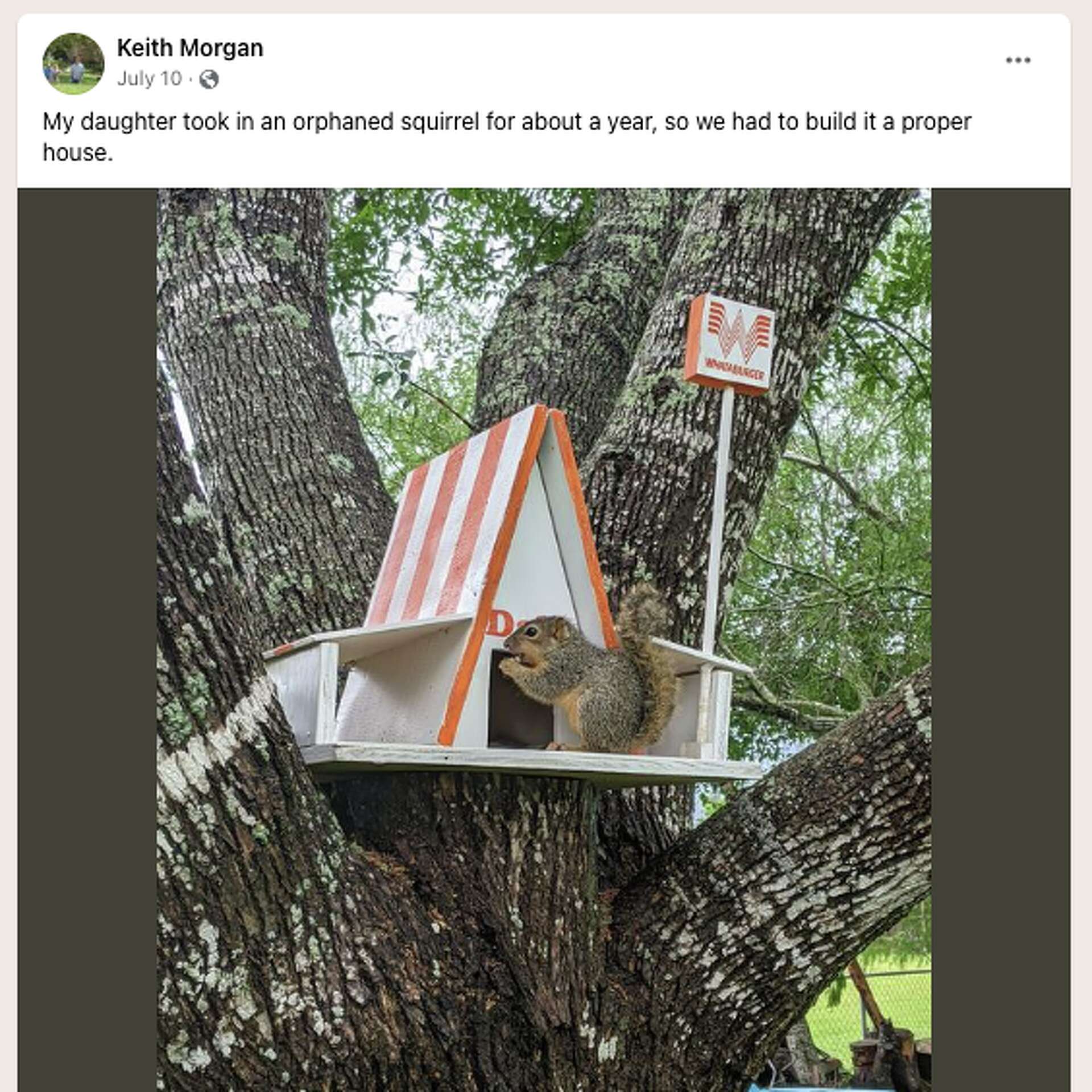 squirrel run tree house