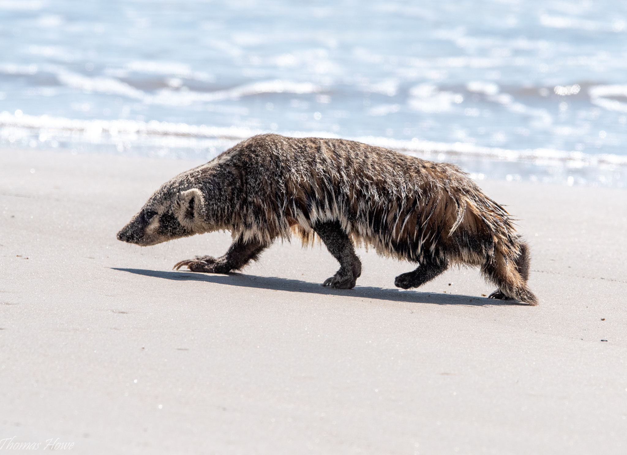 Beachgoer photographs badger escaping heat at PINS