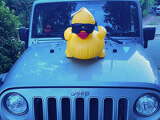 Jeep ducks: The story behind the wholesome viral trend