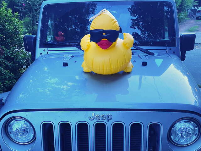 Jeep ducks: The story behind the wholesome viral trend