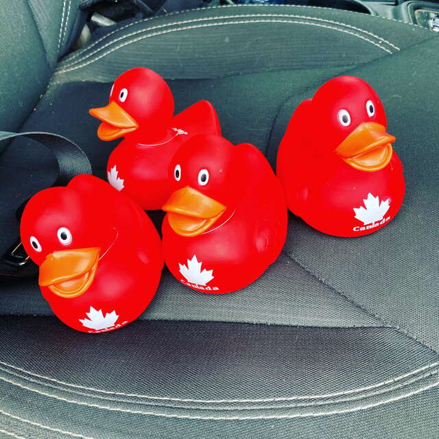 Jeep ducks: The story behind the wholesome viral trend