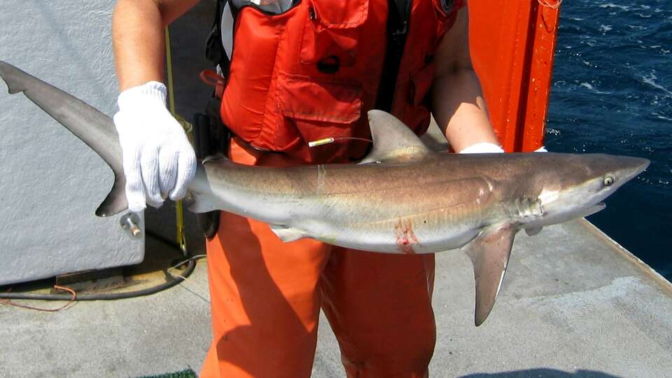 These 5 shark species can be found in Long Island Sound off CT