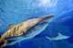 These 5 shark species can be found in Long Island Sound off CT