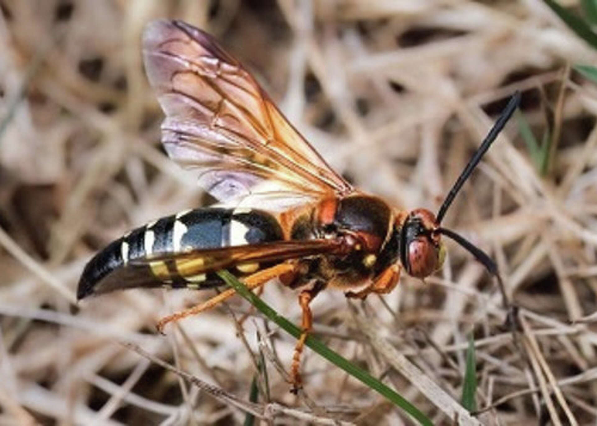 Don't confuse these giant wasps for Asian "murder" hornets
