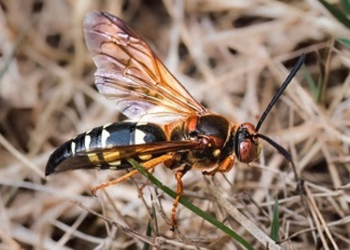 Don't confuse these giant wasps for Asian "murder" hornets