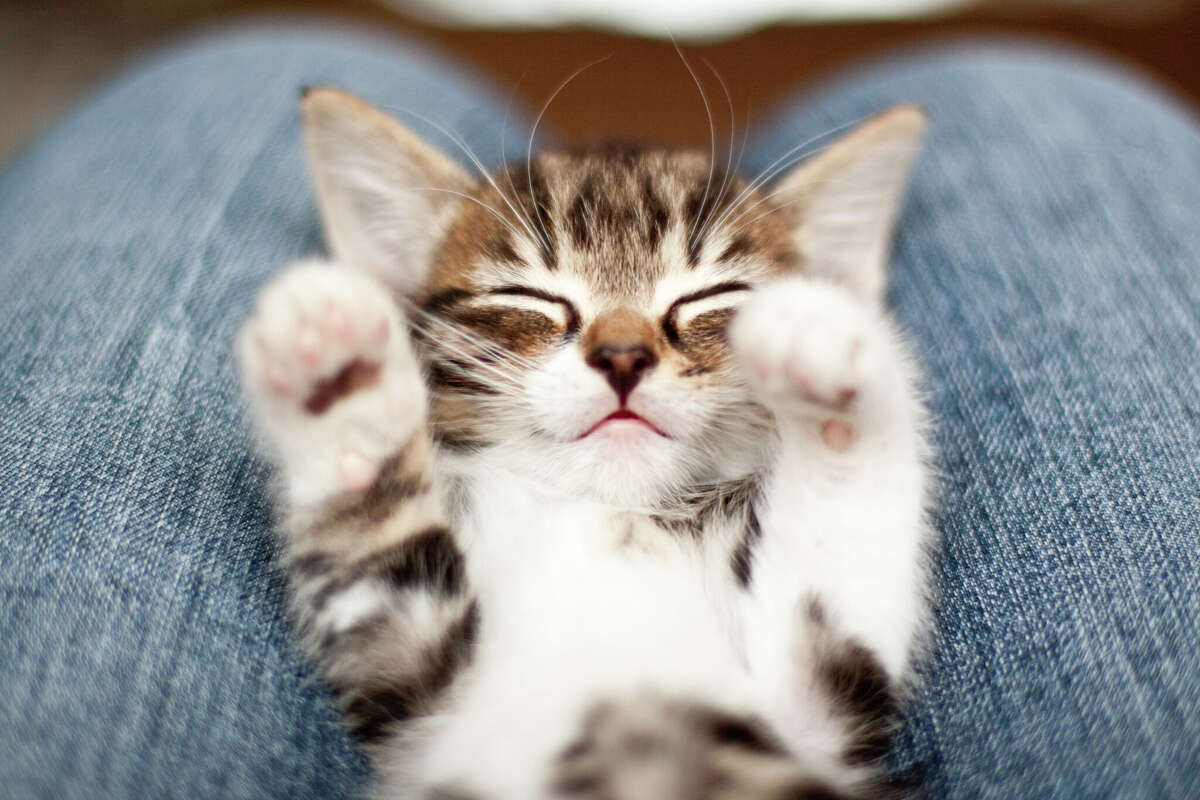 Yes Cat