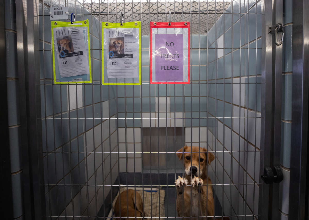 ACS reverses change to euthanasia policy after clamor