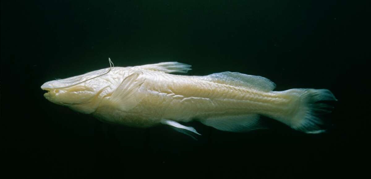 Will plan to save tiny fish have big impact on Edwards Aquifer?