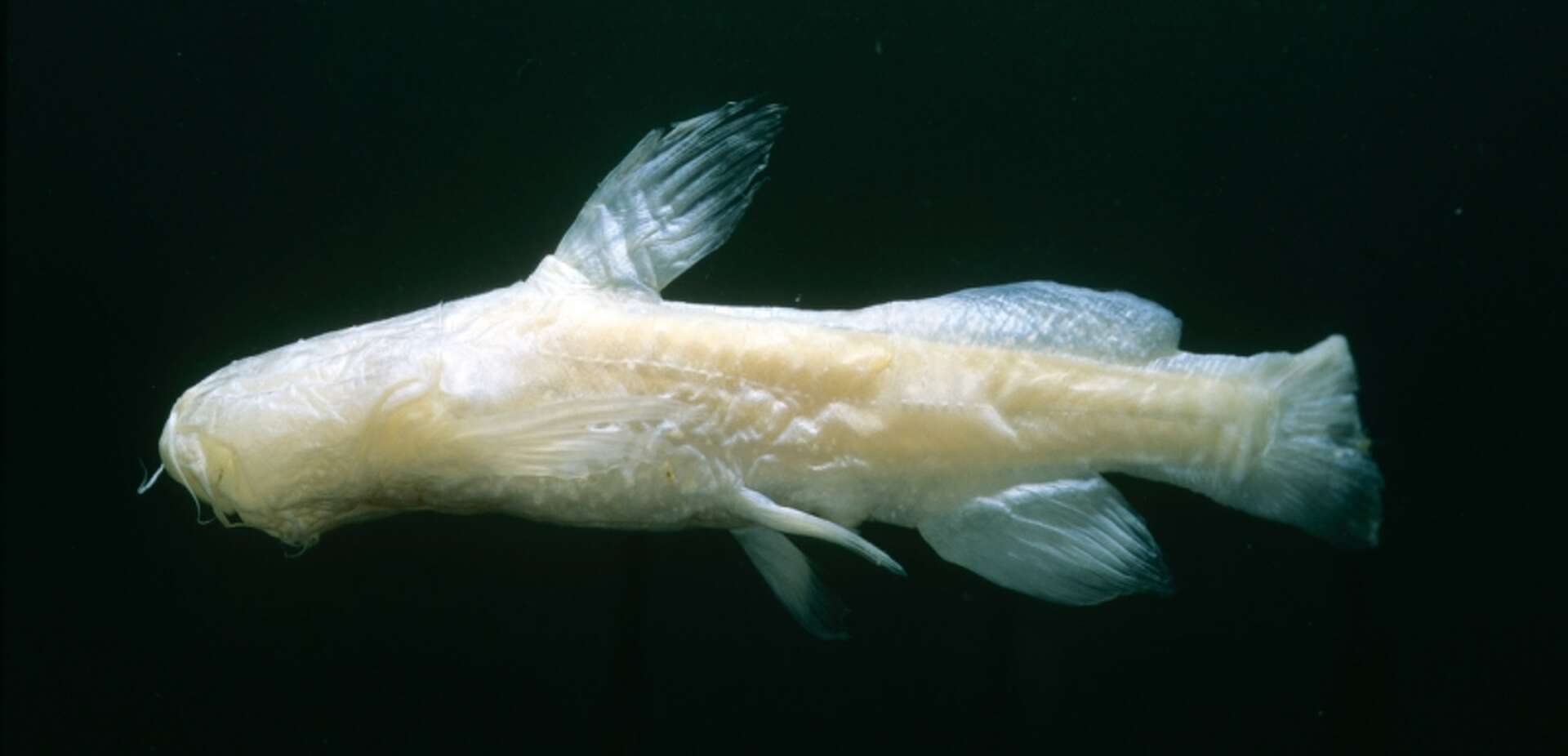 Feds delay decision on listing Edwards Aquifer catfish as endangered
