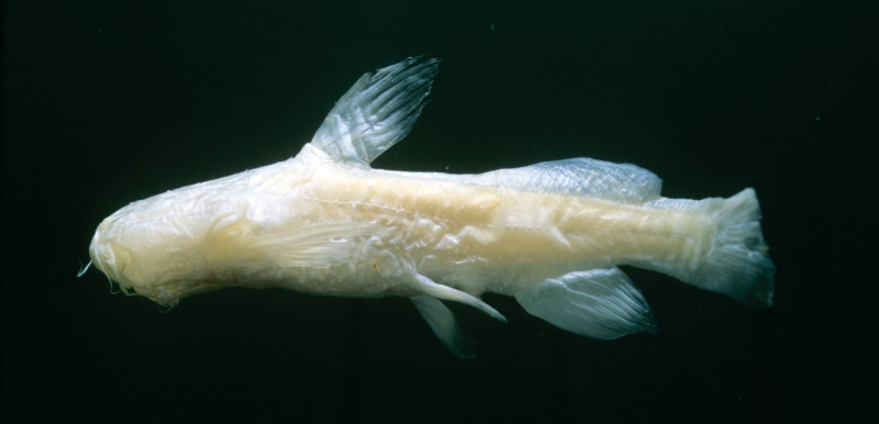 After backlash, agency taking more comment on aquifer-dwelling catfish