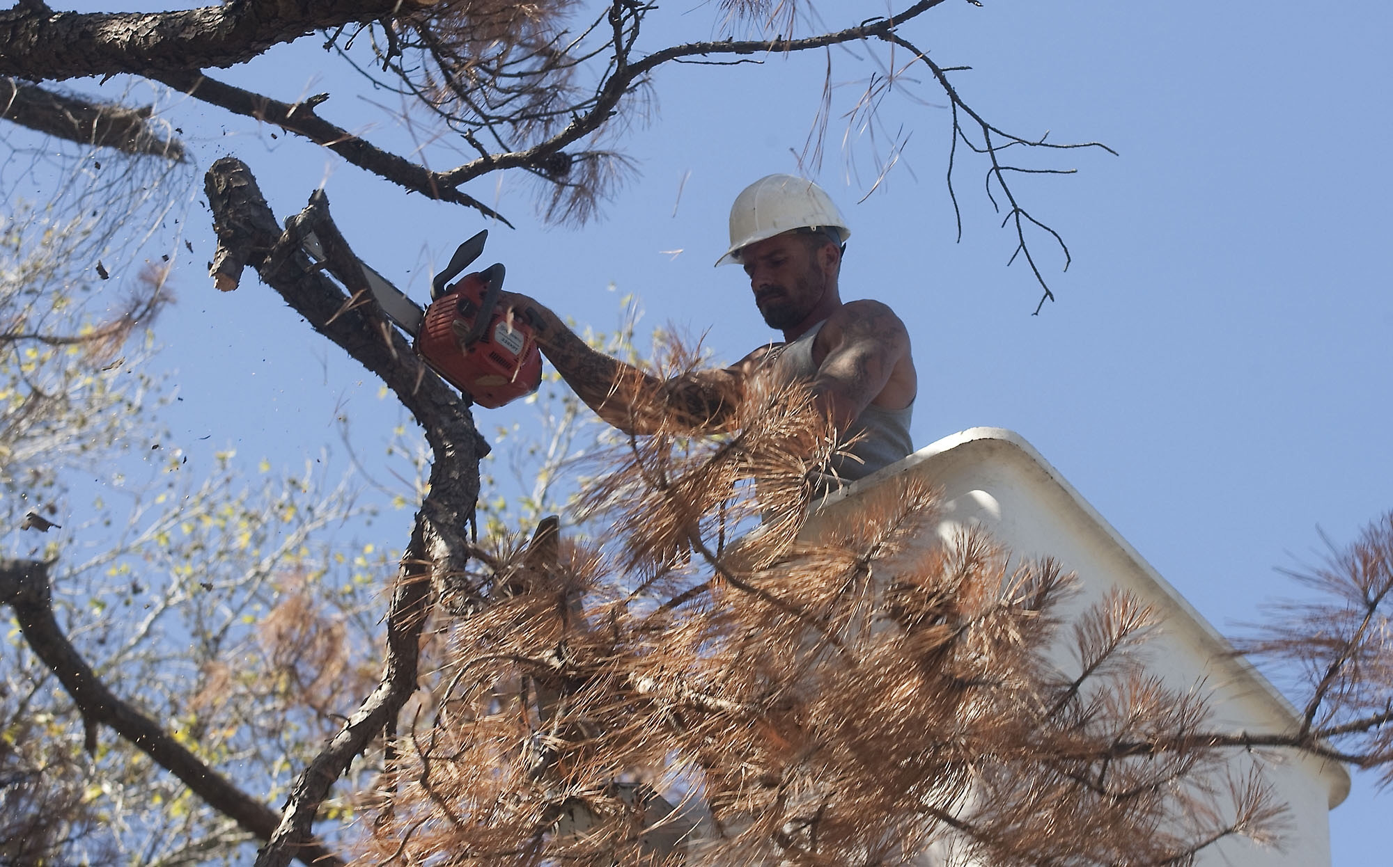 Texas A&M expert offers tips for drought-damaged trees