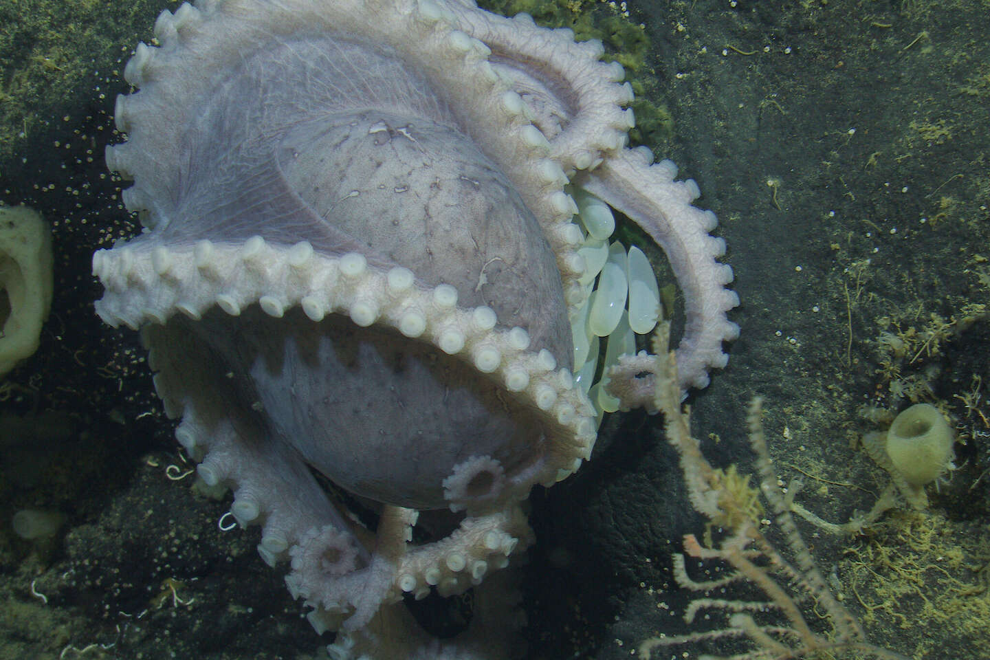 California coast housing 20,000 of world’s largest octopuses