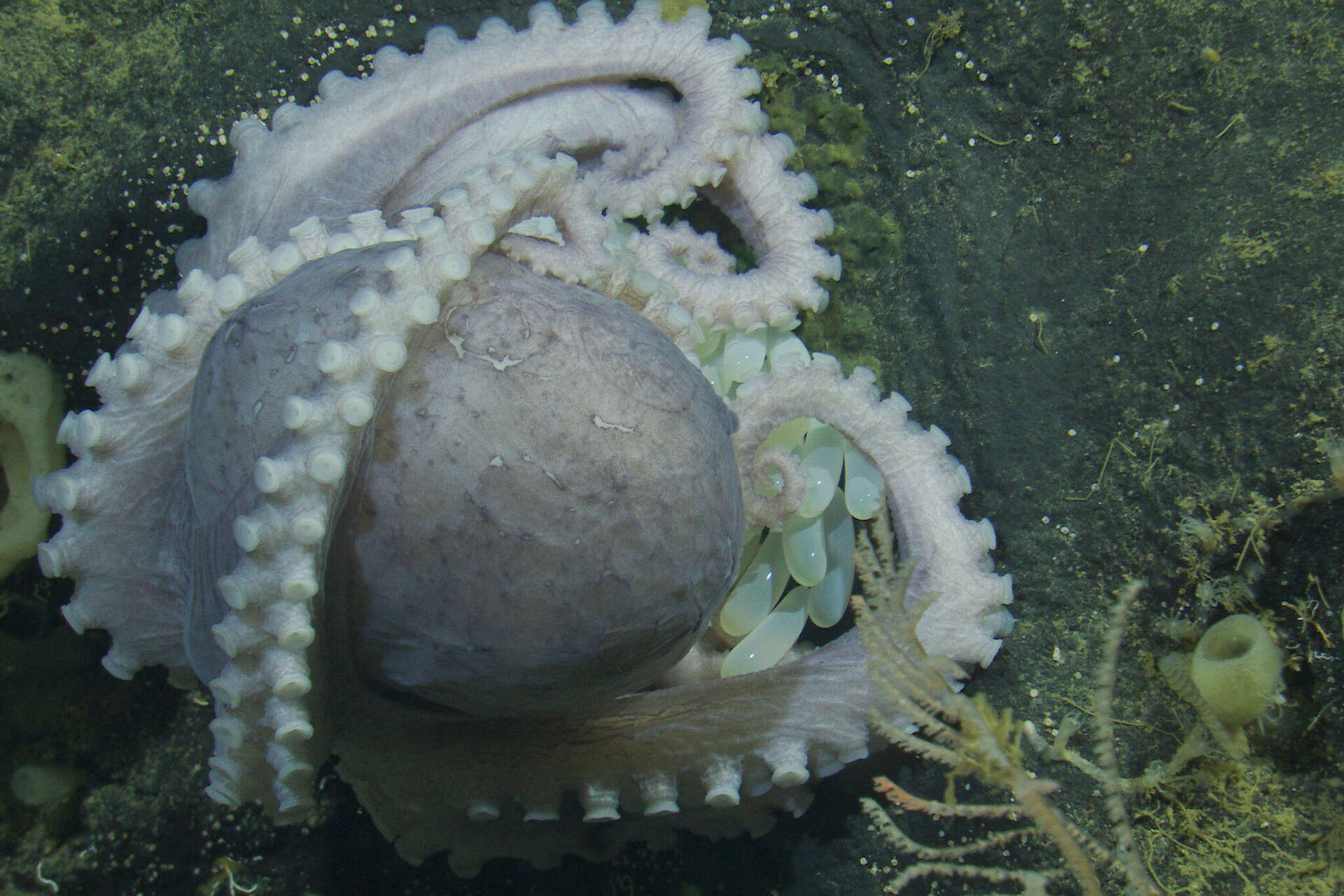 California coast housing 20,000 of world’s largest octopuses