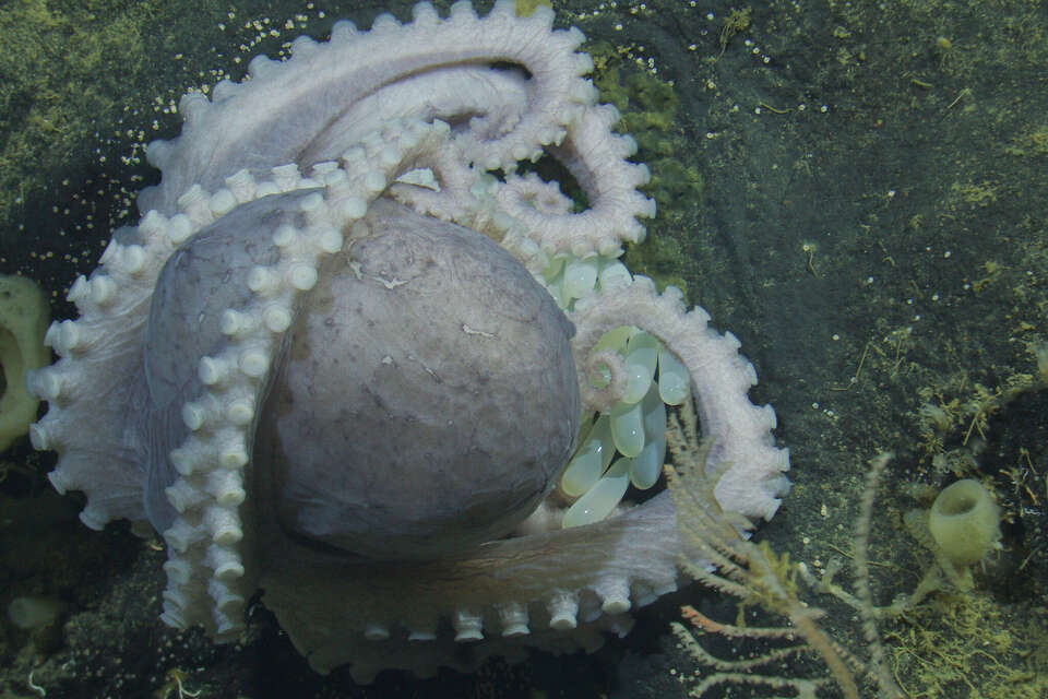 California coast housing 20,000 of world’s largest octopuses