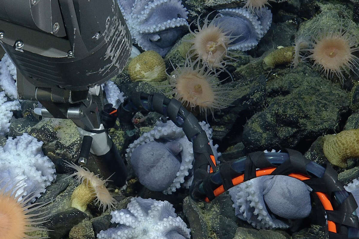 California coast housing 20,000 of world’s largest octopuses