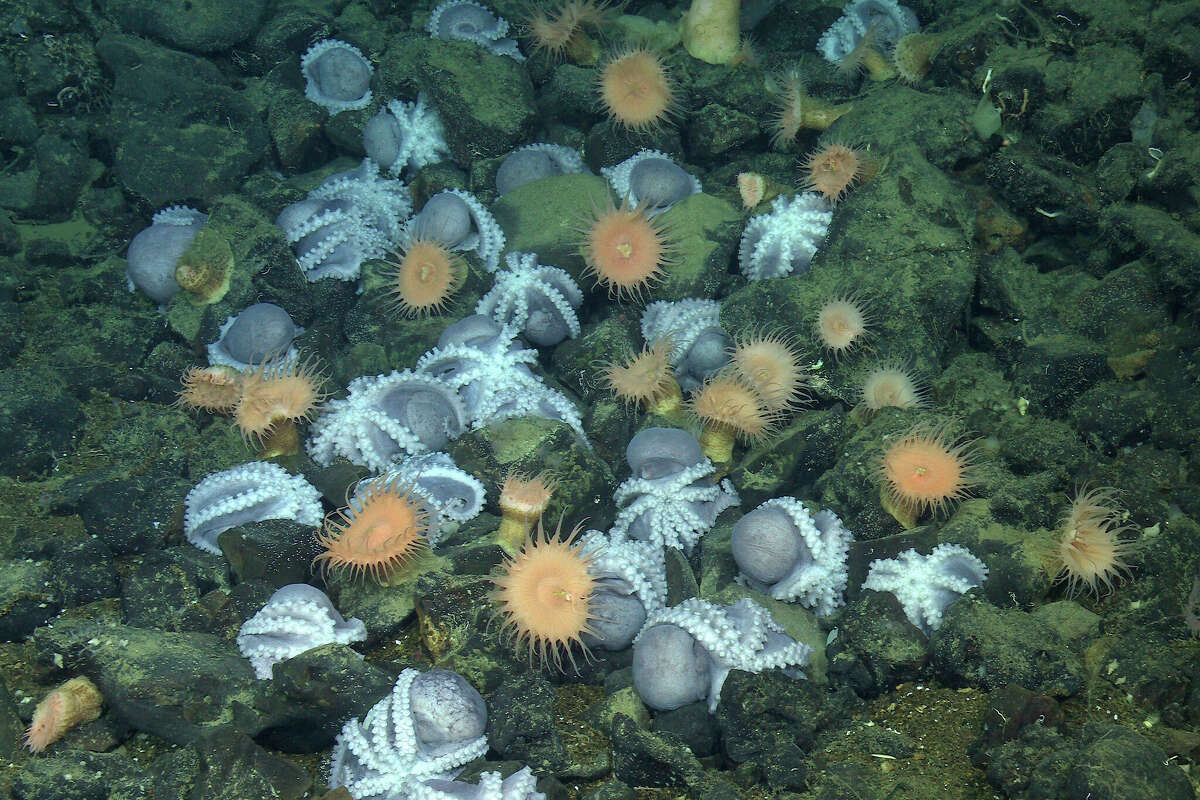 California coast housing 20,000 of world’s largest octopuses