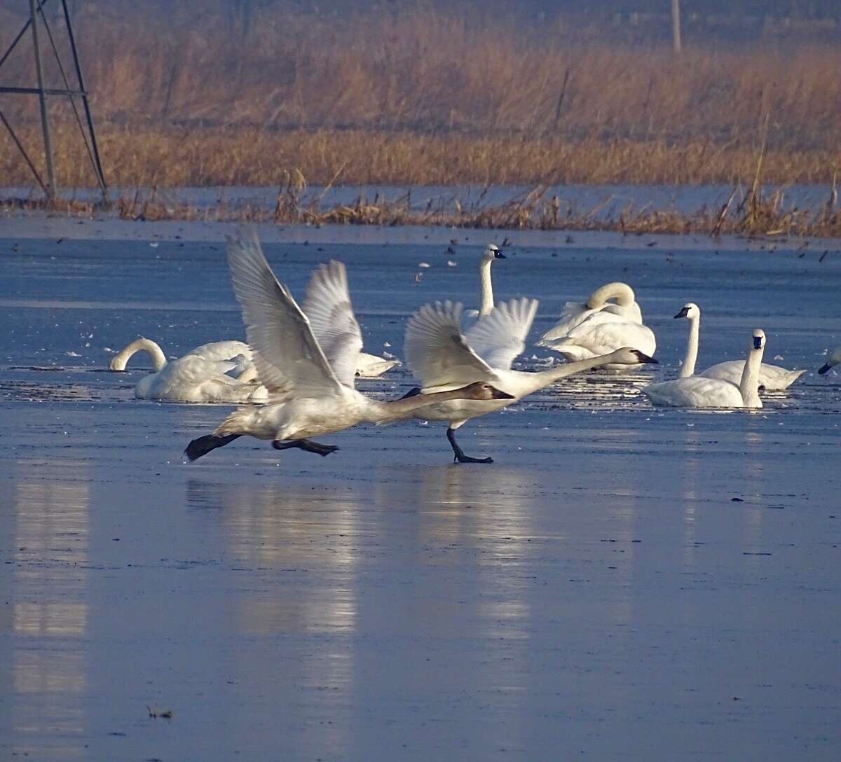 Shiawassee National Wildlife Refuge has served the public for 70 years