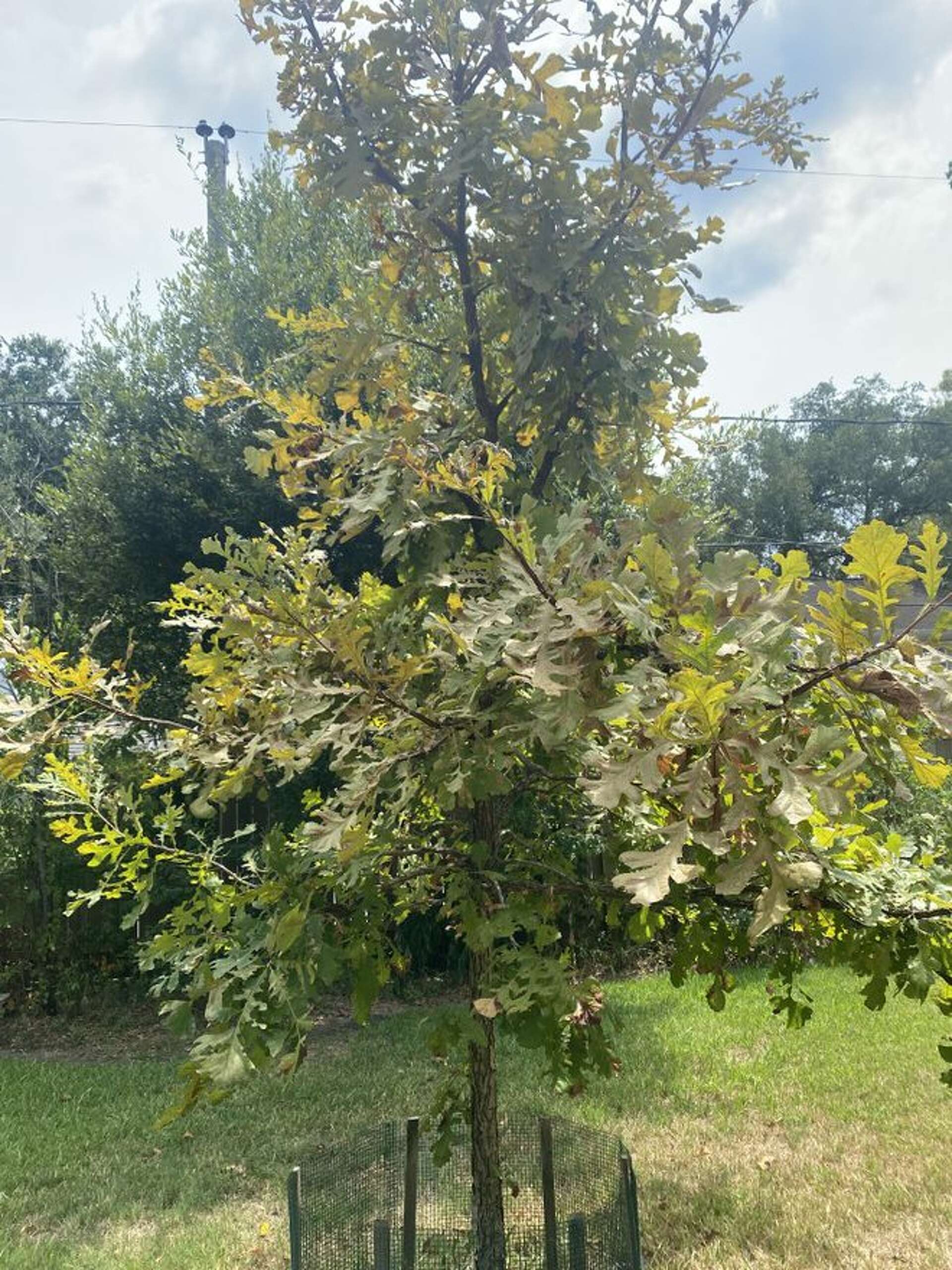 Texas A&M expert offers tips for drought-damaged trees