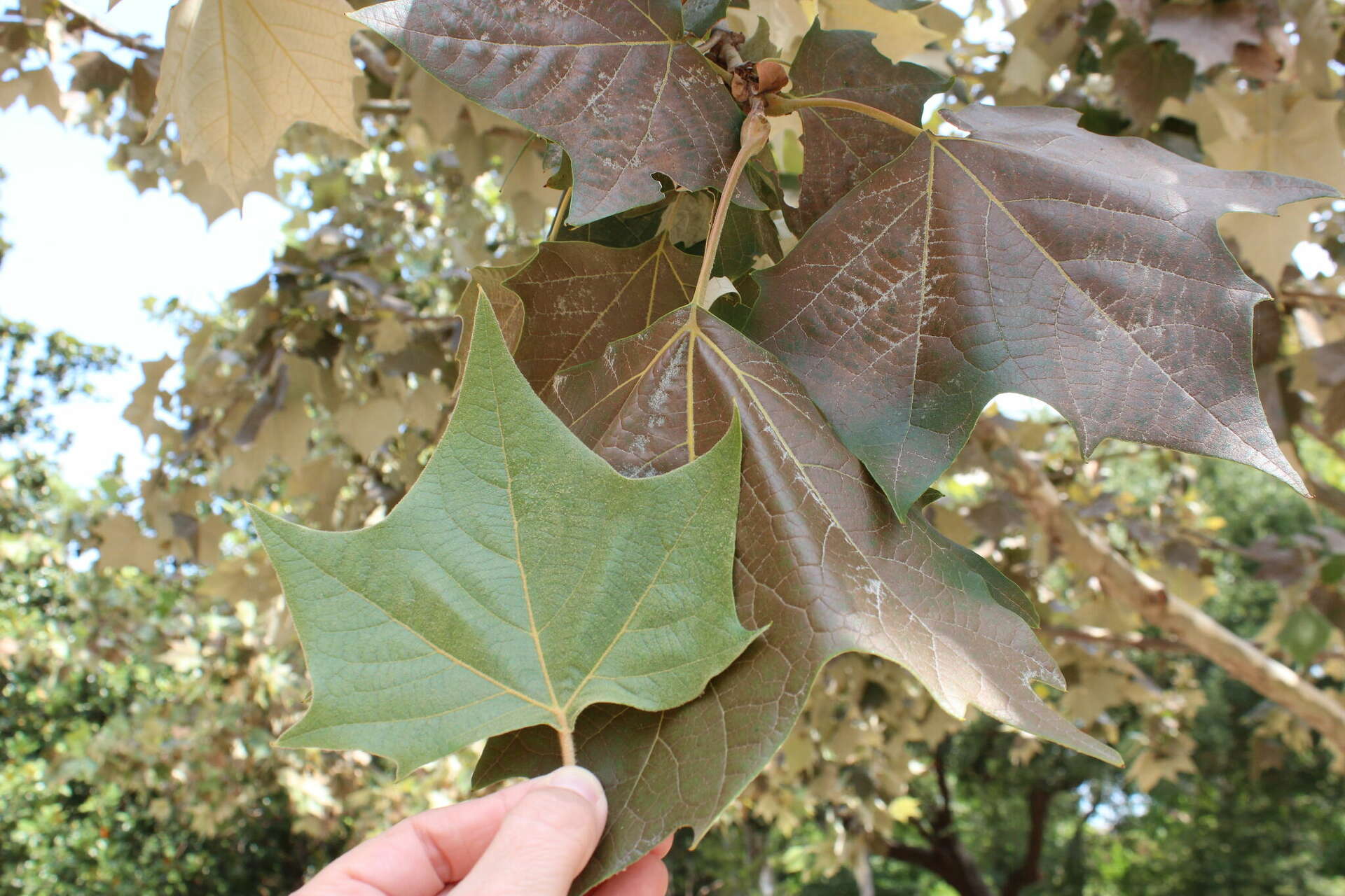 Texas A&M expert offers tips for drought-damaged trees