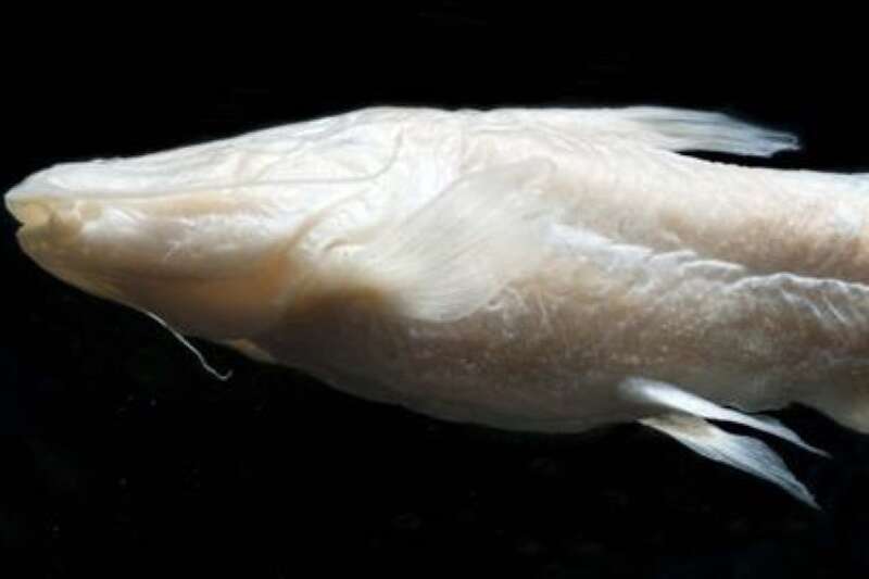 Blind Cave Catfish