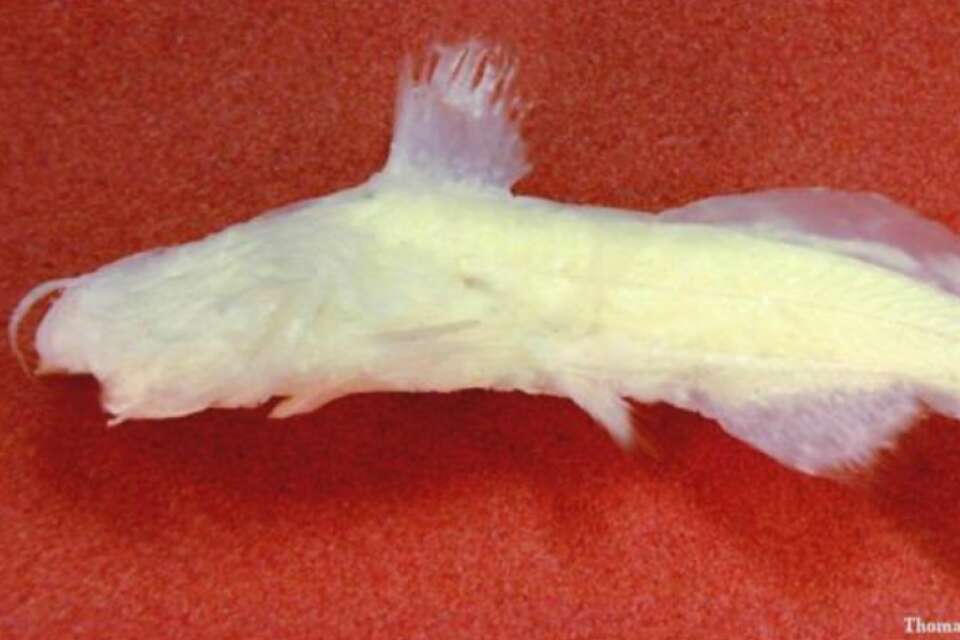 Two rare Texas cavefish are in danger of extinction