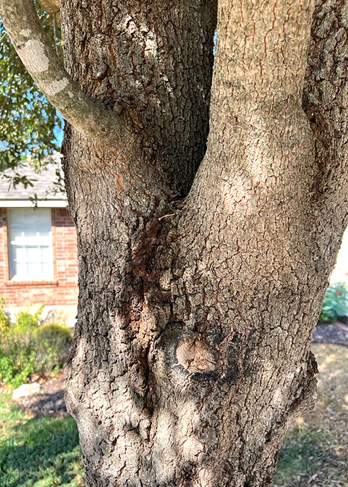 From San Antonio's extreme cold to heat, oak trees are struggling
