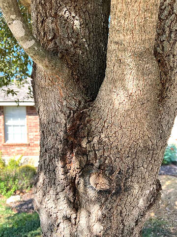 From San Antonio's extreme cold to heat, oak trees are struggling