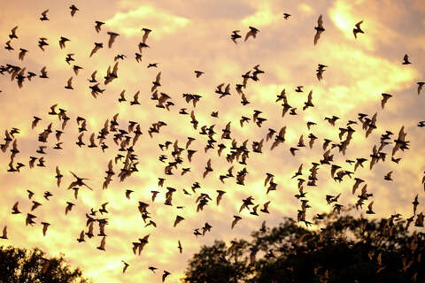 The world's largest bat colony takes flight in Texas tonight