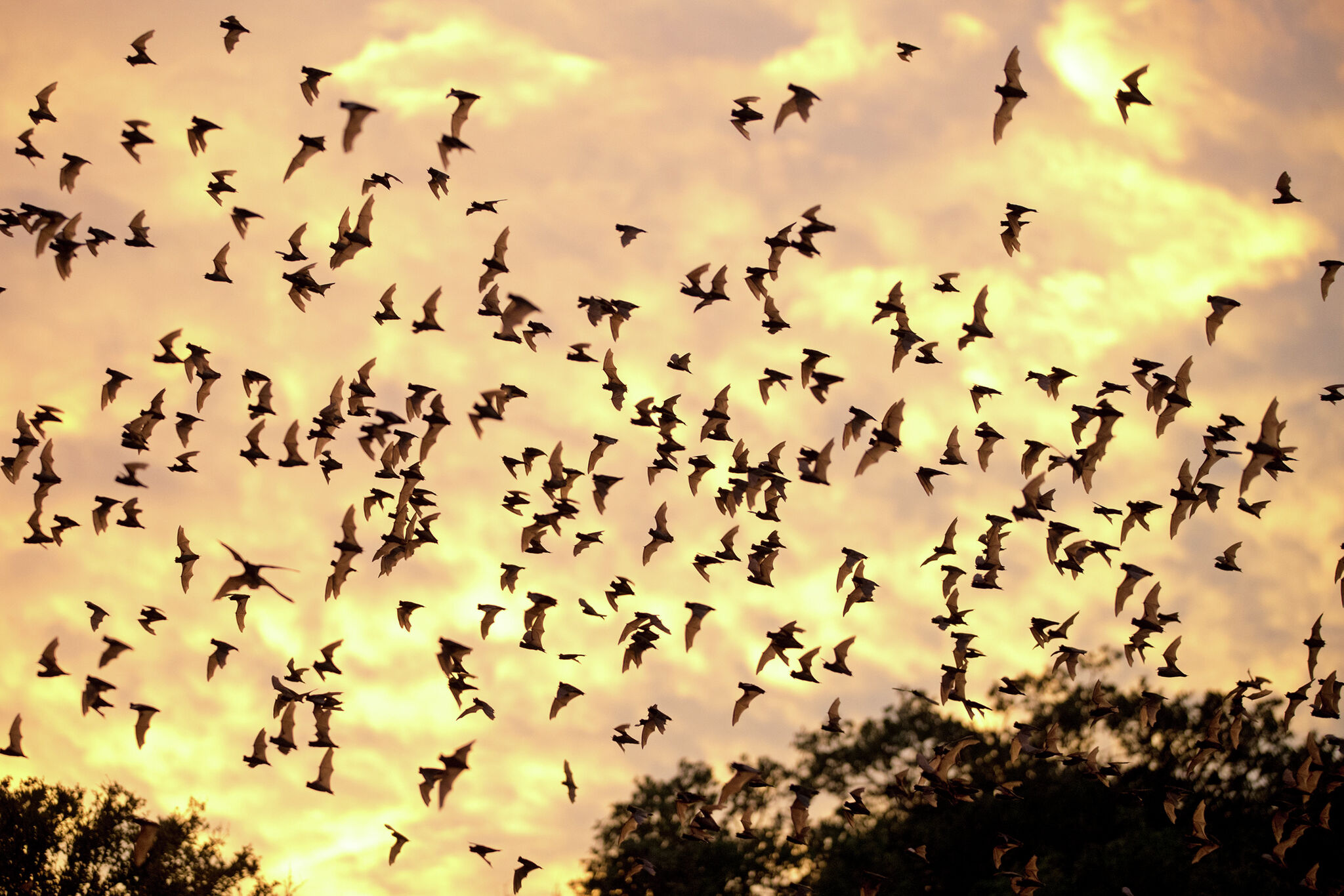 The world's largest bat colony takes flight in Texas tonight