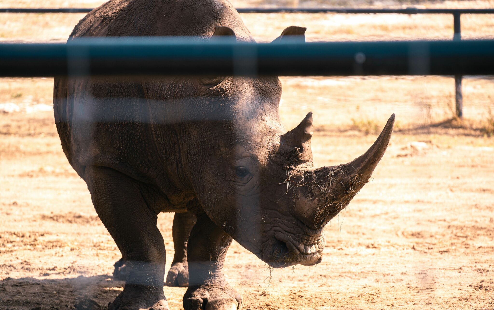 Four Texas zoos that offer exotic animal experiences