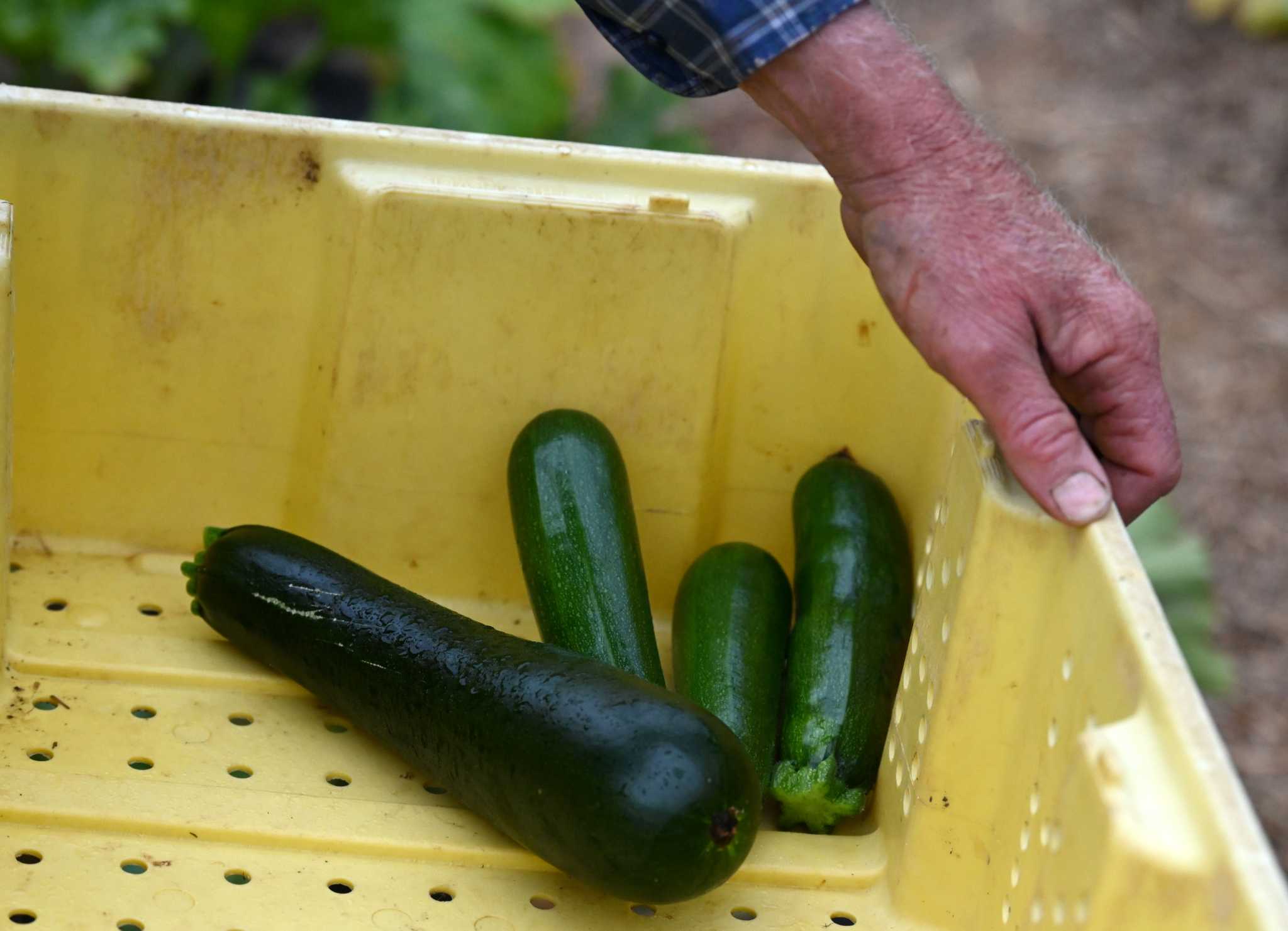 You Rack Disciprine Pepper