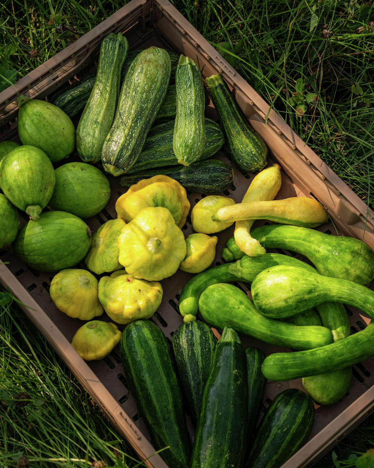 Too much zucchini? Recipes and techniques to use up summer squash