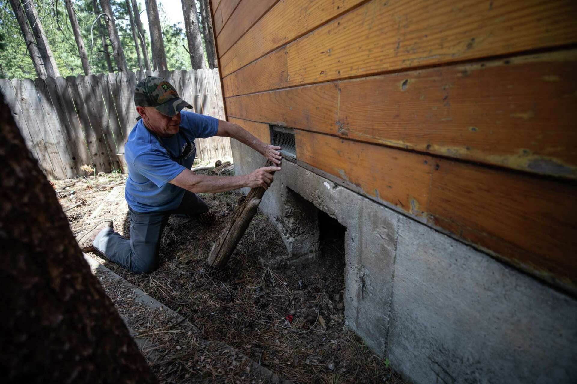 Tahoe’s bear problem is bigger than ‘Hank the Tank’