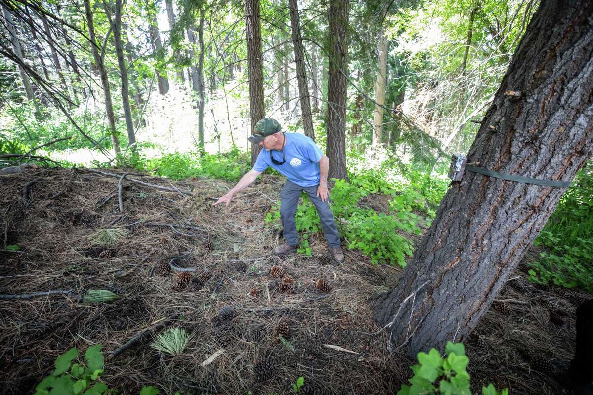 Tahoe’s bear problem is bigger than ‘Hank the Tank’