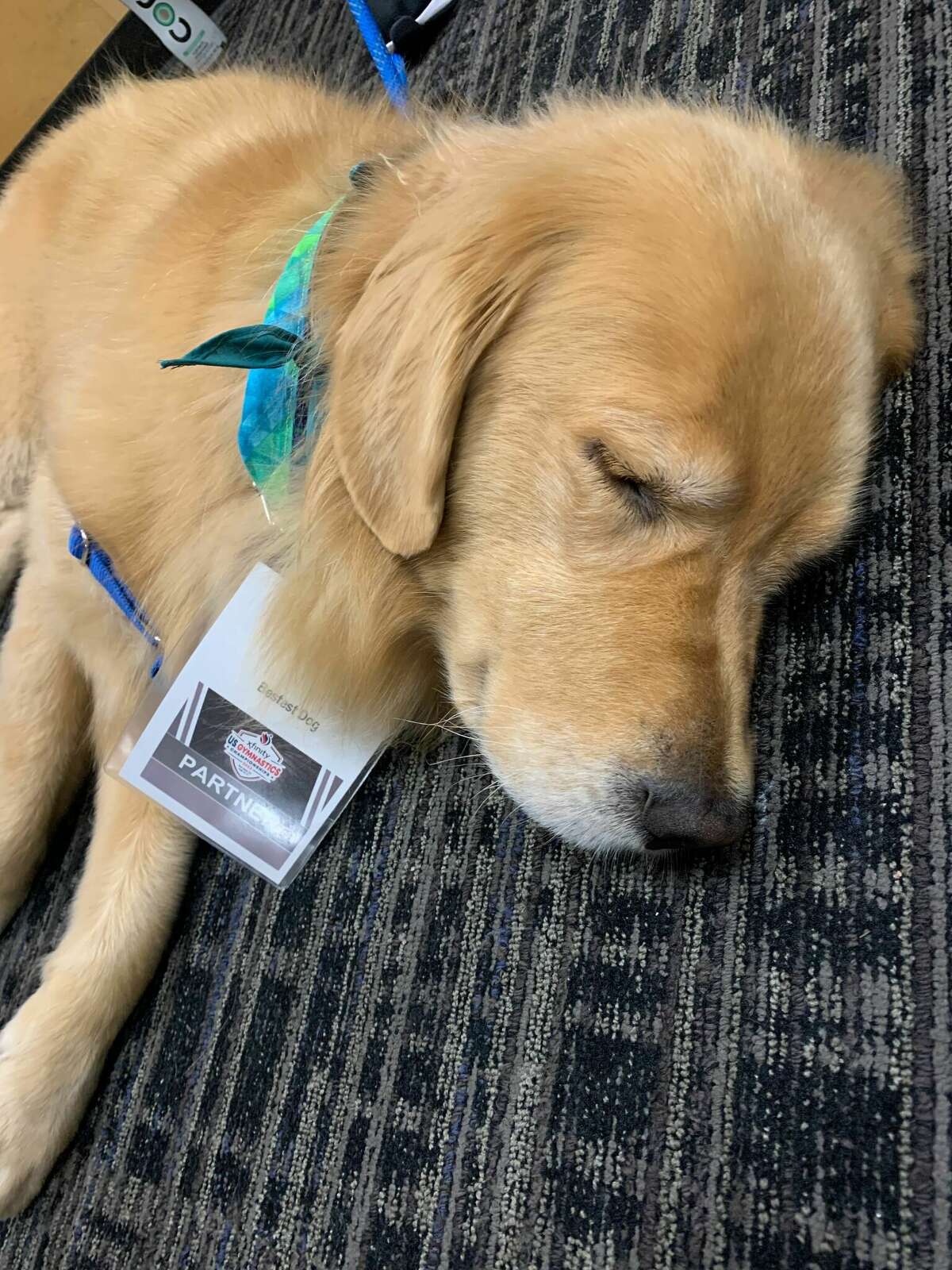 USA Gymnastics using therapy dogs to support athletes' mental health