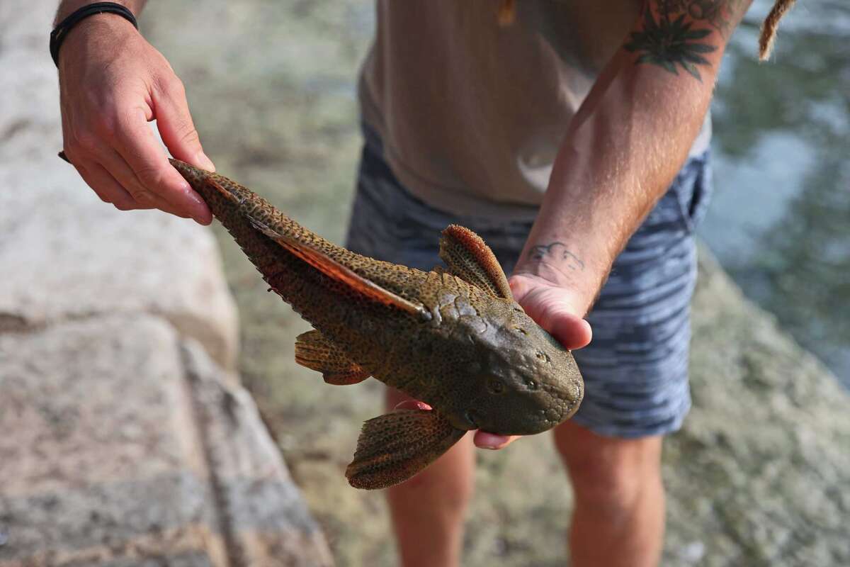 Endangered species struggle as Texas drought dries up rivers