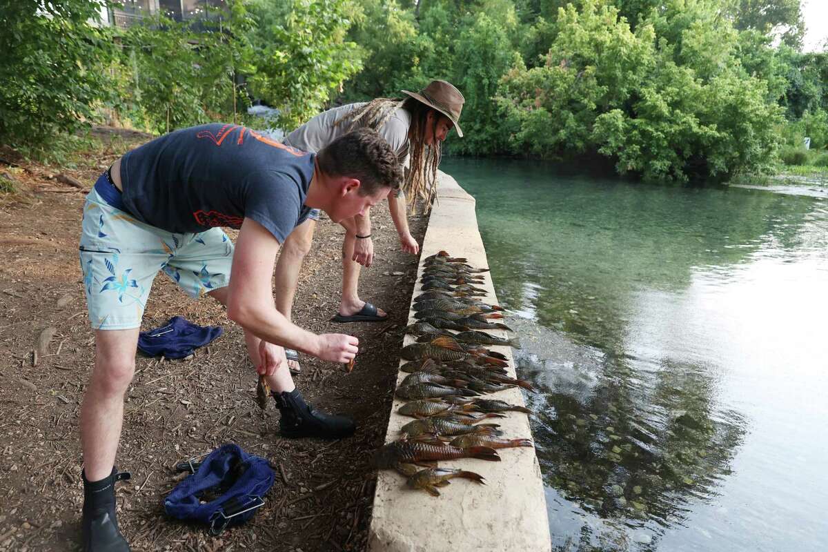 Endangered species struggle as Texas drought dries up rivers