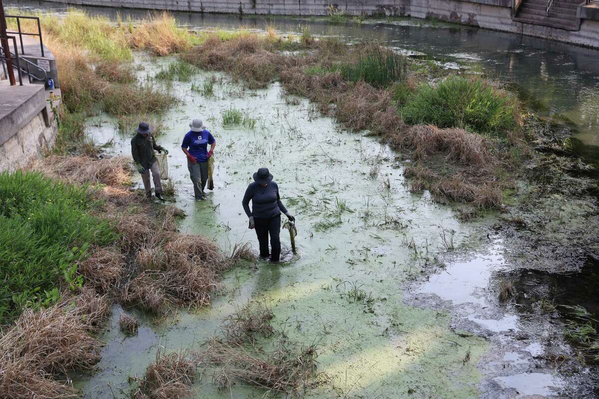 Endangered species struggle as Texas drought dries up rivers