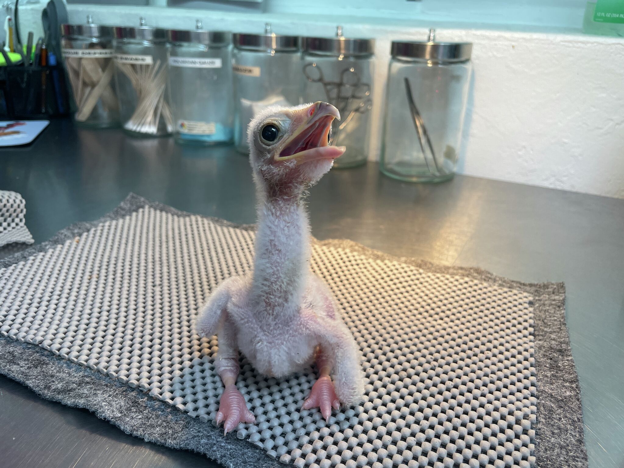 Photos: Endangered secretary bird hatches at San Antonio Zoo