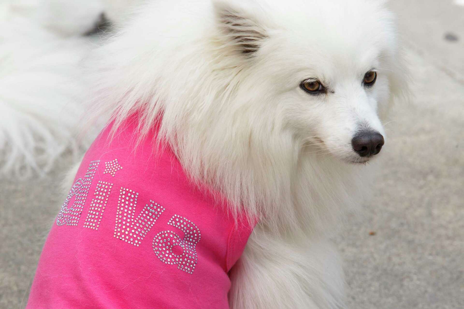 SF’s Dog Days of Summer kicks off with costume contest, brunch