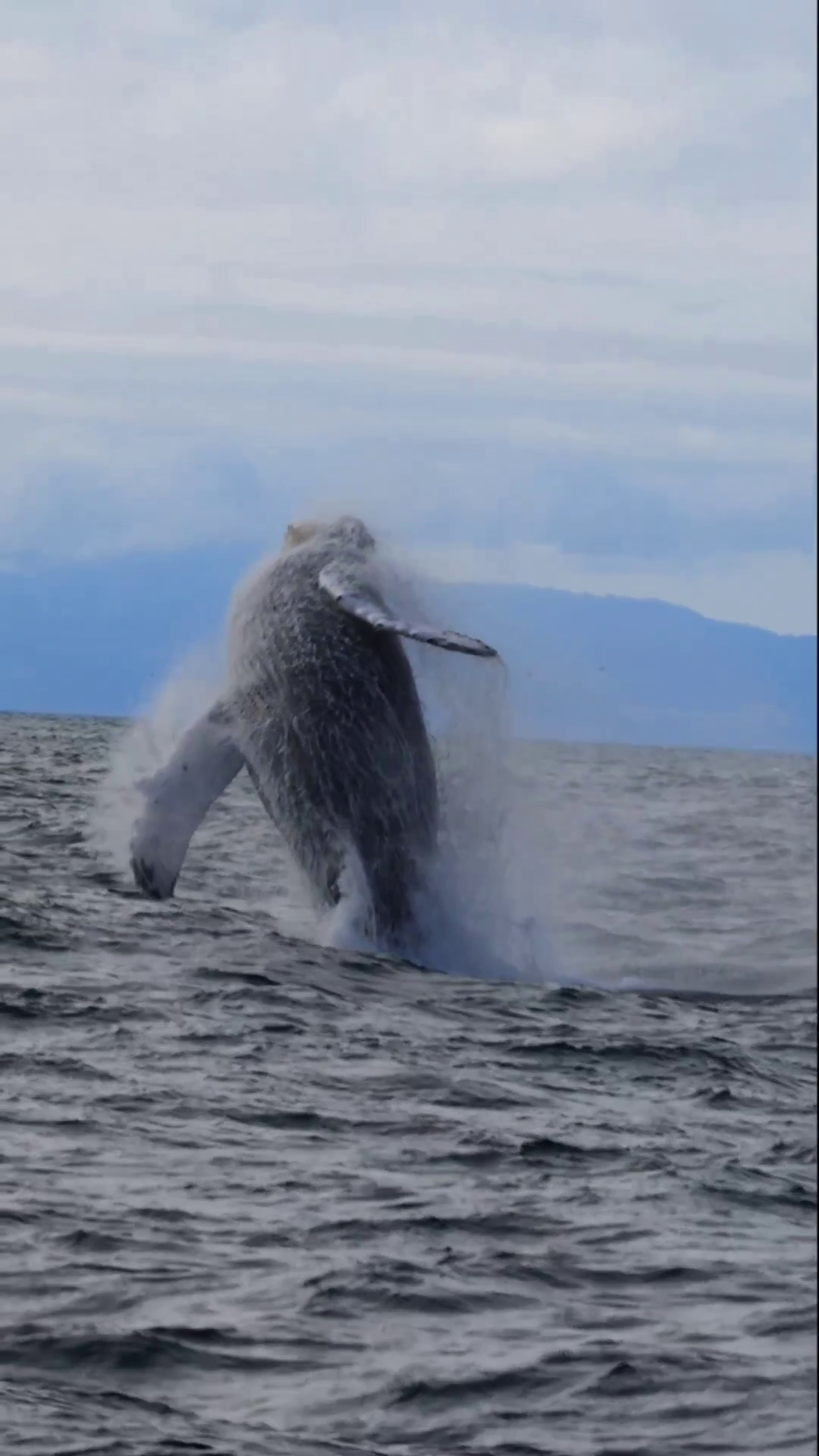 Stunning video shows whale breaching from the Monterey Bay
