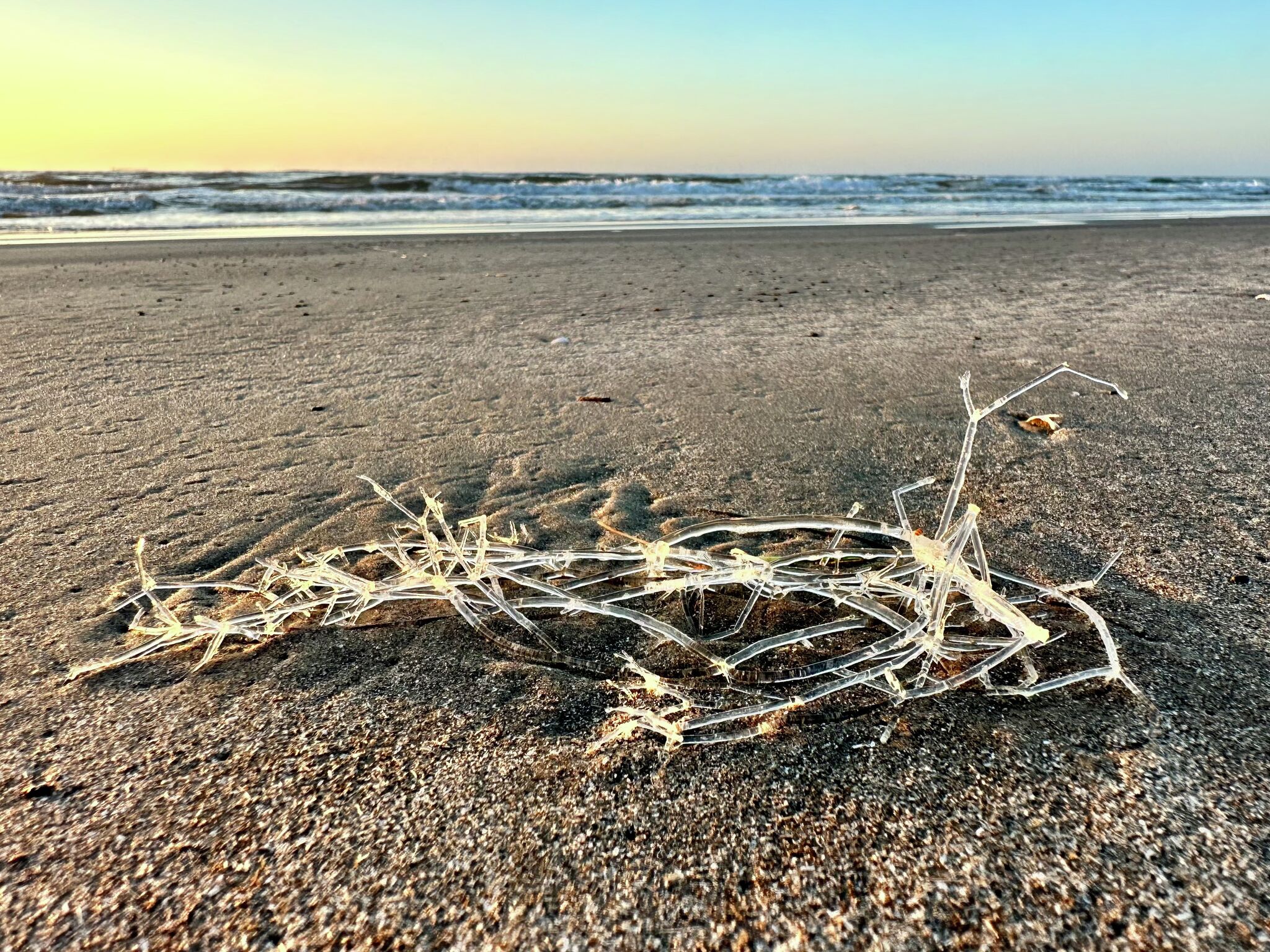 Texas beaches see weird sauerkraut-like animal wash ashore