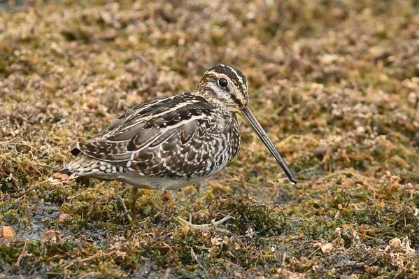 Ready for a snipe hunt? Season starts Sept. 1