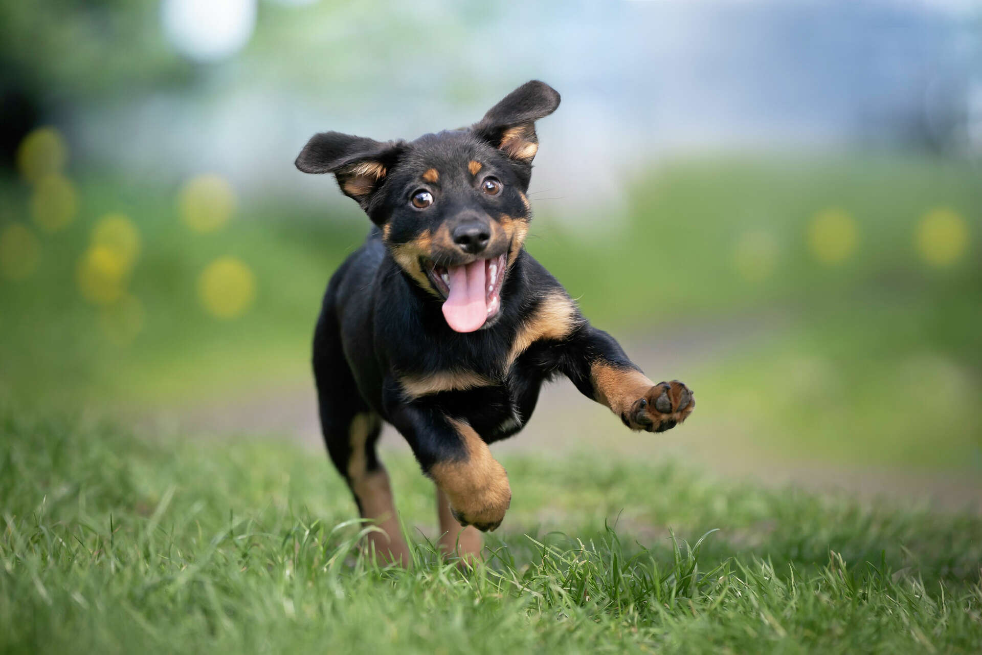 City ordinance says you must have a permit to sell puppies, kittens