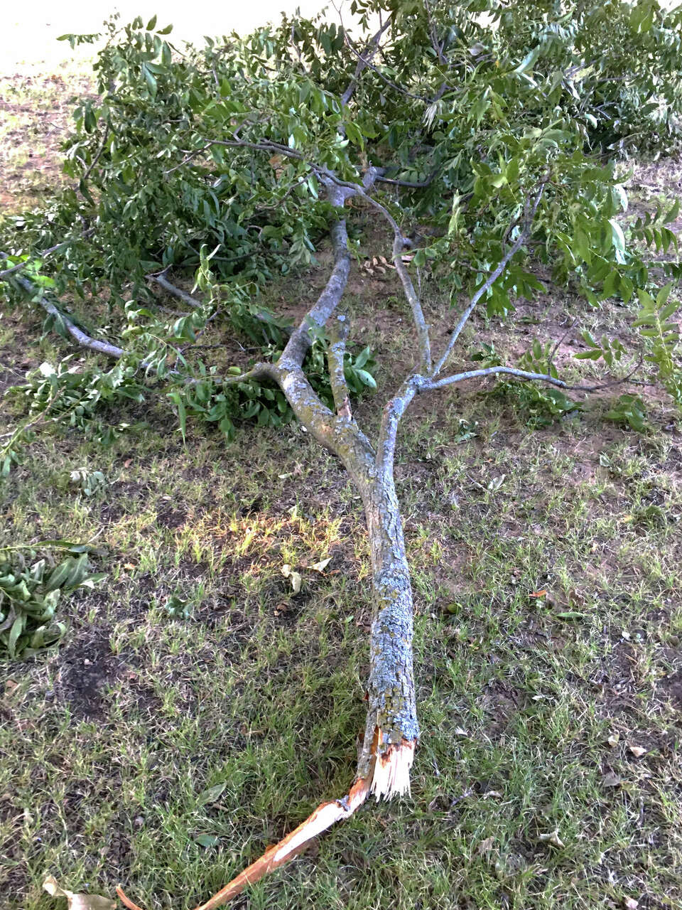 Texas drought could be to blame for breaking tree limbs