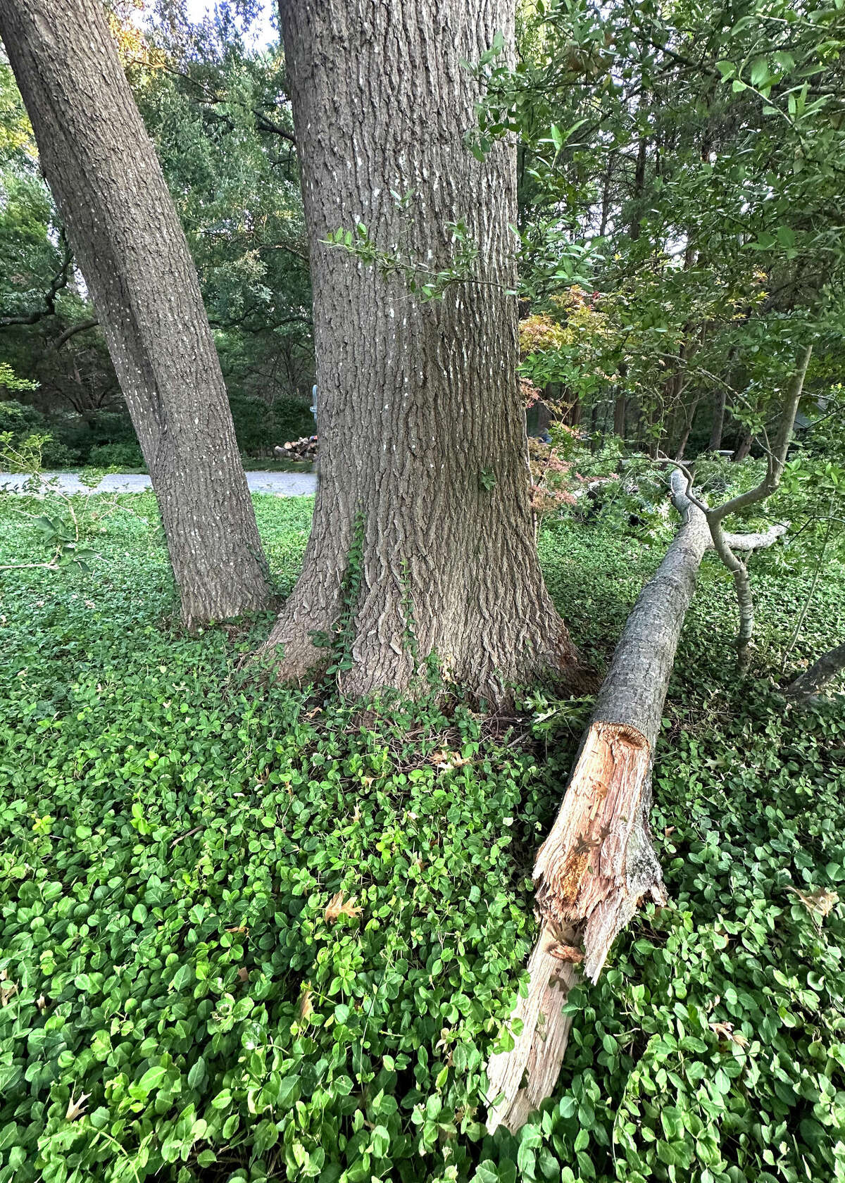 Texas drought could be to blame for breaking tree limbs